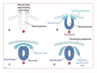 Development of CNS 01 | PPT