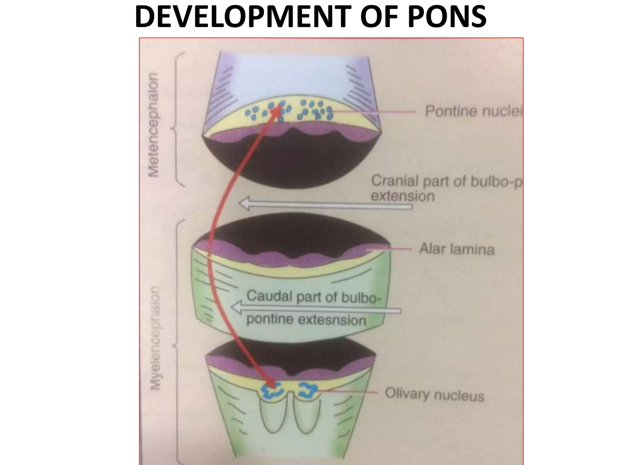 Development of CNS 02 | PPT