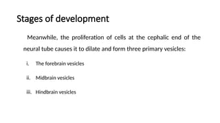Development of Central nervous system ppt | PPTX
