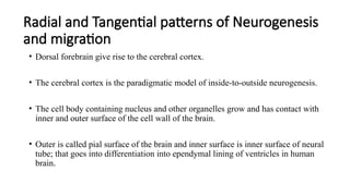Development of Central nervous system ppt | PPTX