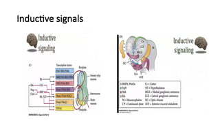 Development of Central nervous system ppt | PPTX