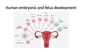 Development of Central nervous system ppt | PPTX
