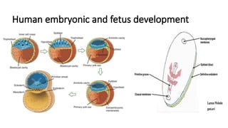 Development of Central nervous system ppt | PPTX