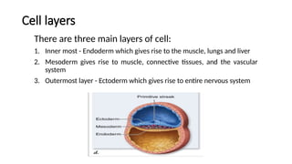 Development of Central nervous system ppt | PPTX