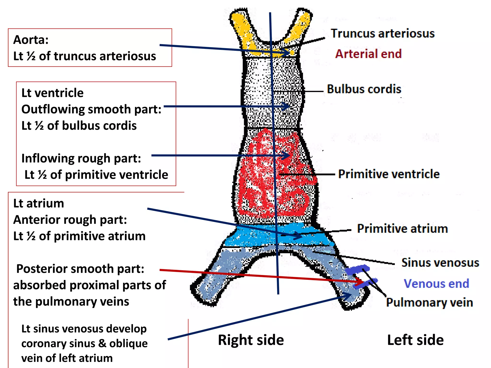 development of CVS 2022.pptx