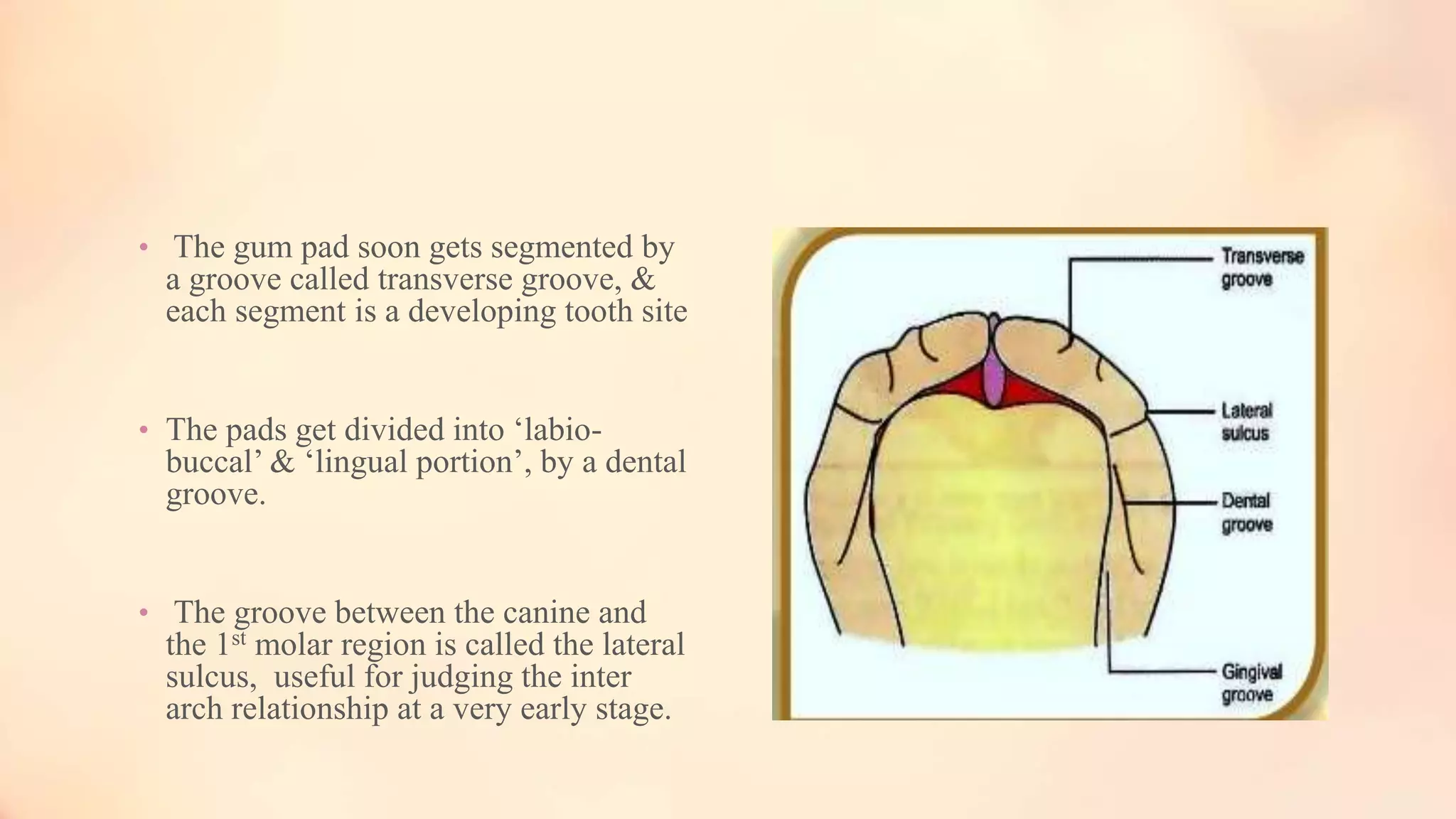 Development of dental occlusion in orthodontics | PPTX