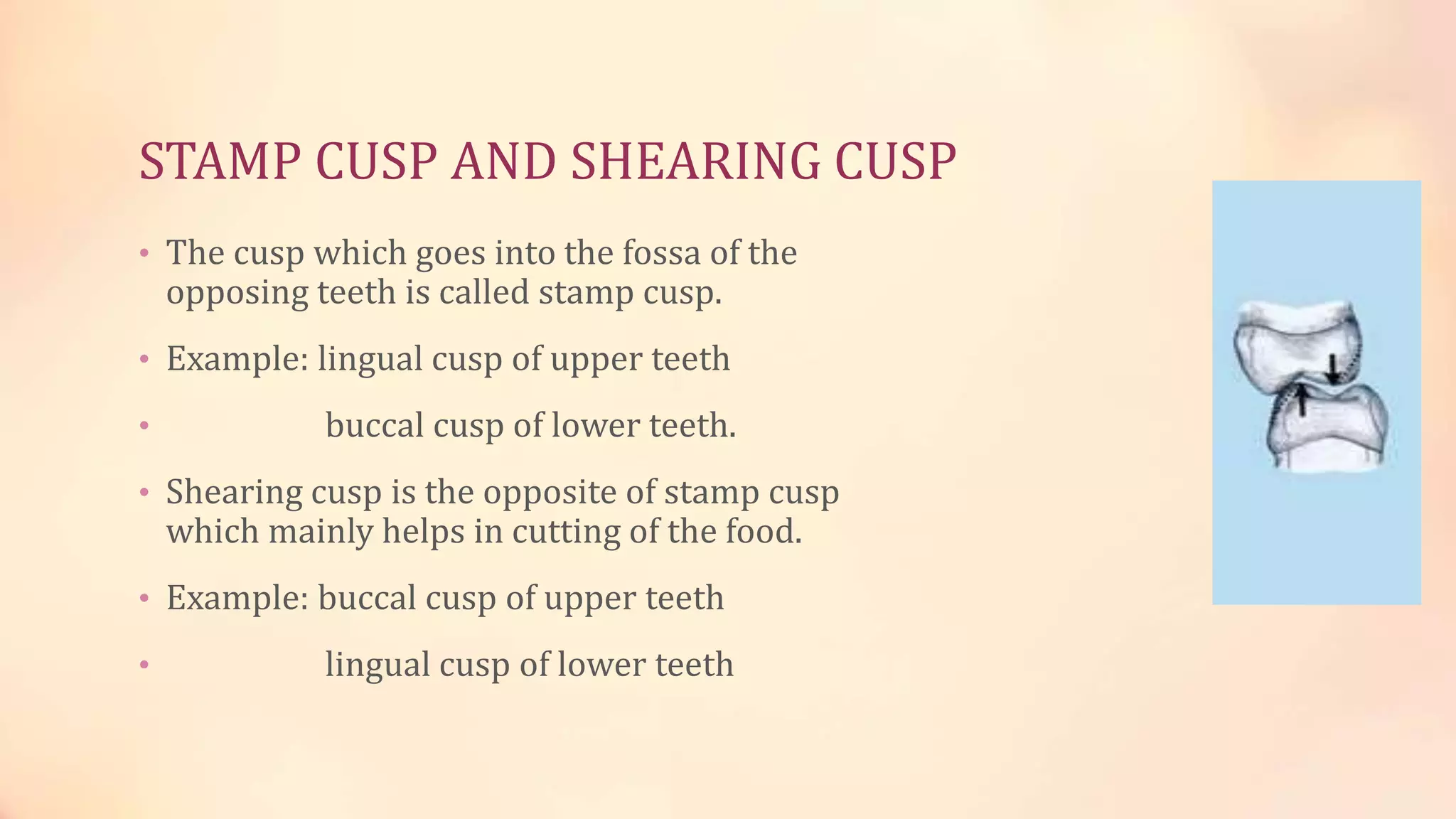 Development of dental occlusion in orthodontics | PPTX