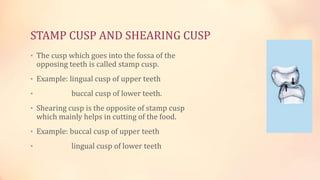 Development of dental occlusion in orthodontics | PPT