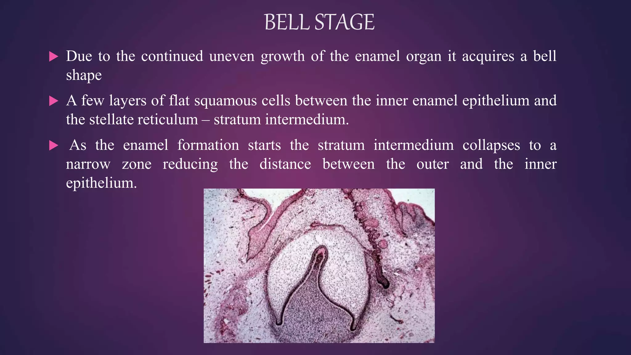 Development of dentition and occlsion | PPTX