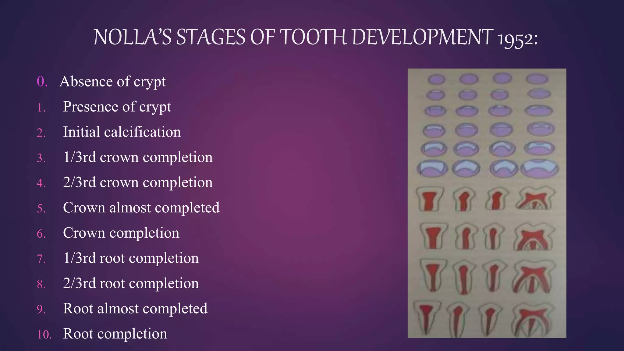 Development of dentition and occlsion | PPTX