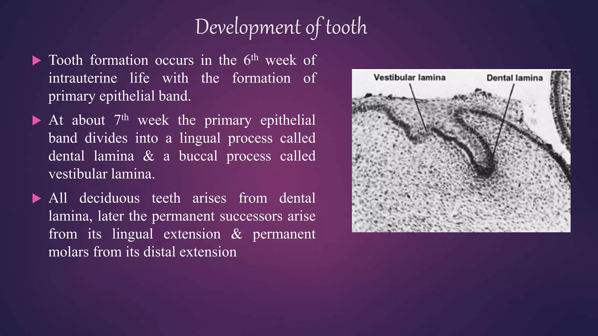 Development of dentition and occlsion | PPTX