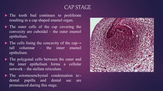 Development of dentition and occlsion | PPTX