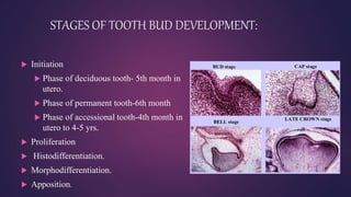 Development of dentition and occlsion | PPTX