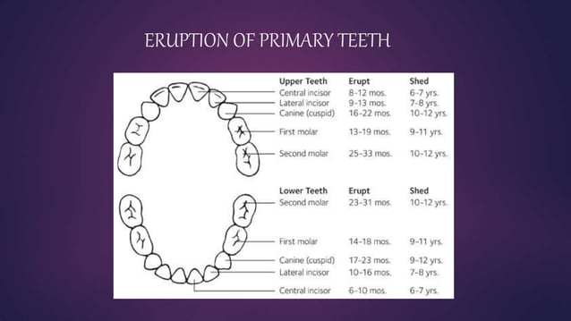 Development of dentition and occlsion | PPTX | Dental Health | Diseases ...