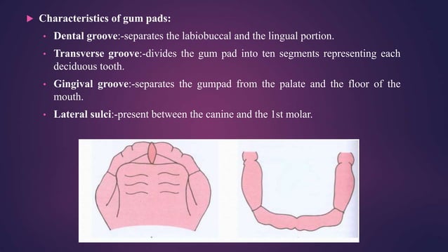 Development of dentition and occlsion | PPTX | Dental Health | Diseases ...