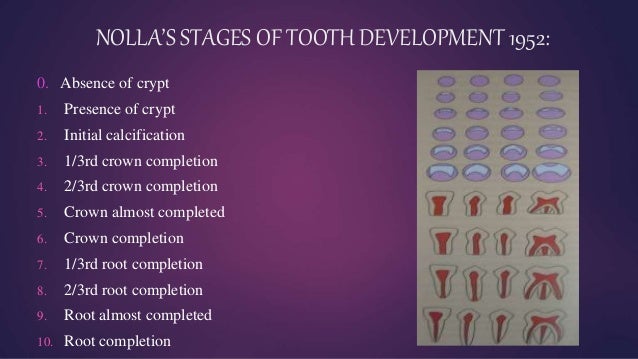 Development of dentition and occlsion