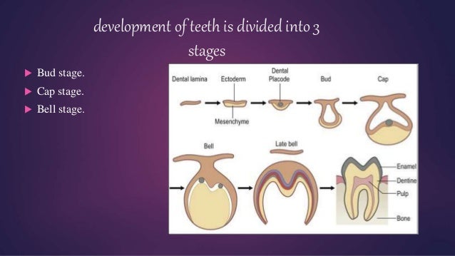 Development of dentition and occlsion