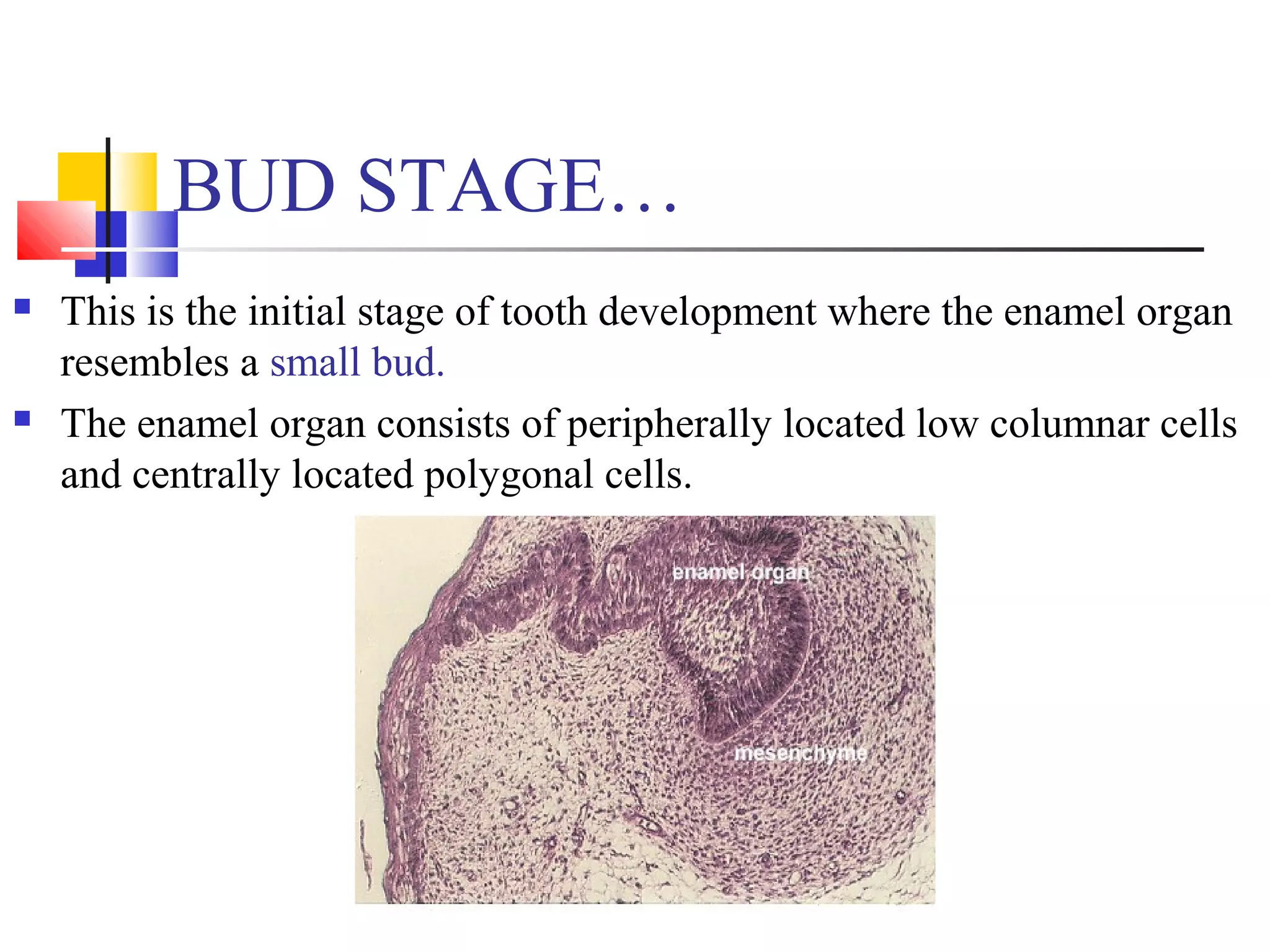 Development of dentition and occlusion | PPT