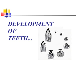 Development of dentition and occlusion | PPT