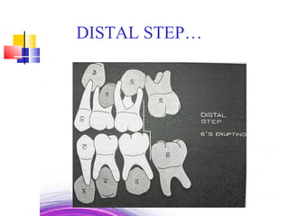 Development of dentition and occlusion | PPT