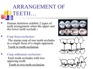 Development of dentition and occlusion | PPT