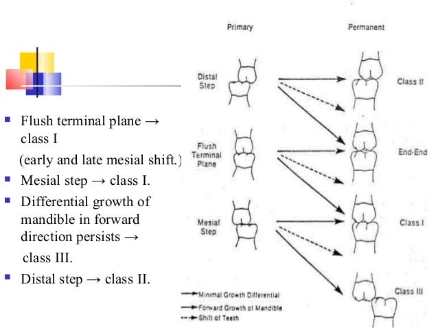 Development of dentition and occlusion