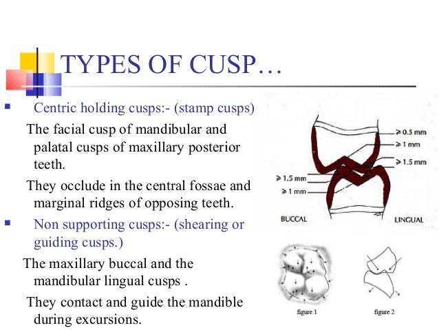 Development of dentition and occlusion