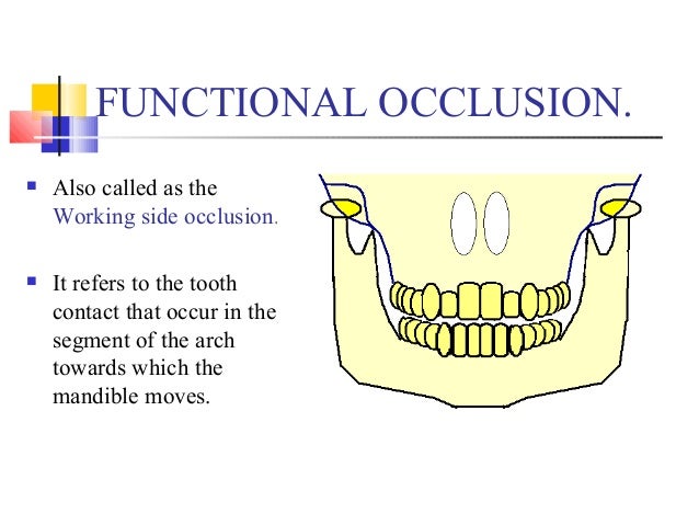 Development of dentition and occlusion