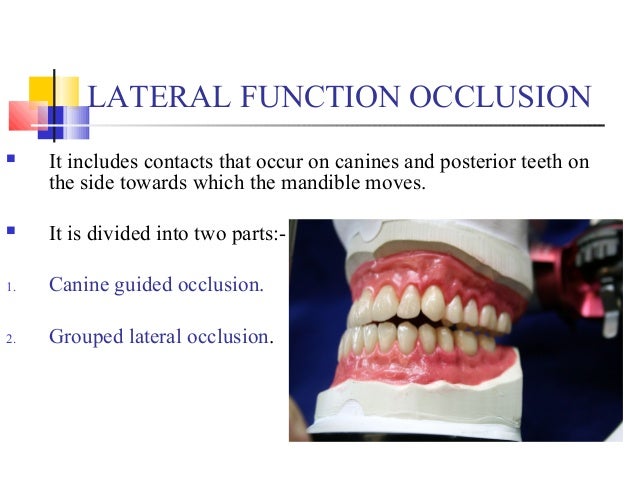 Development of dentition and occlusion