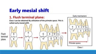 Development of dentition and occlusion | PPTX