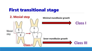Development of dentition and occlusion | PPTX