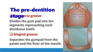 Development of dentition and occlusion | PPTX
