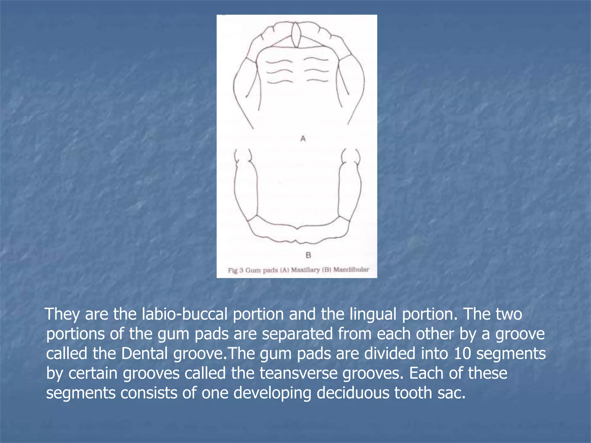 Development of dentition and occlusion | PPT