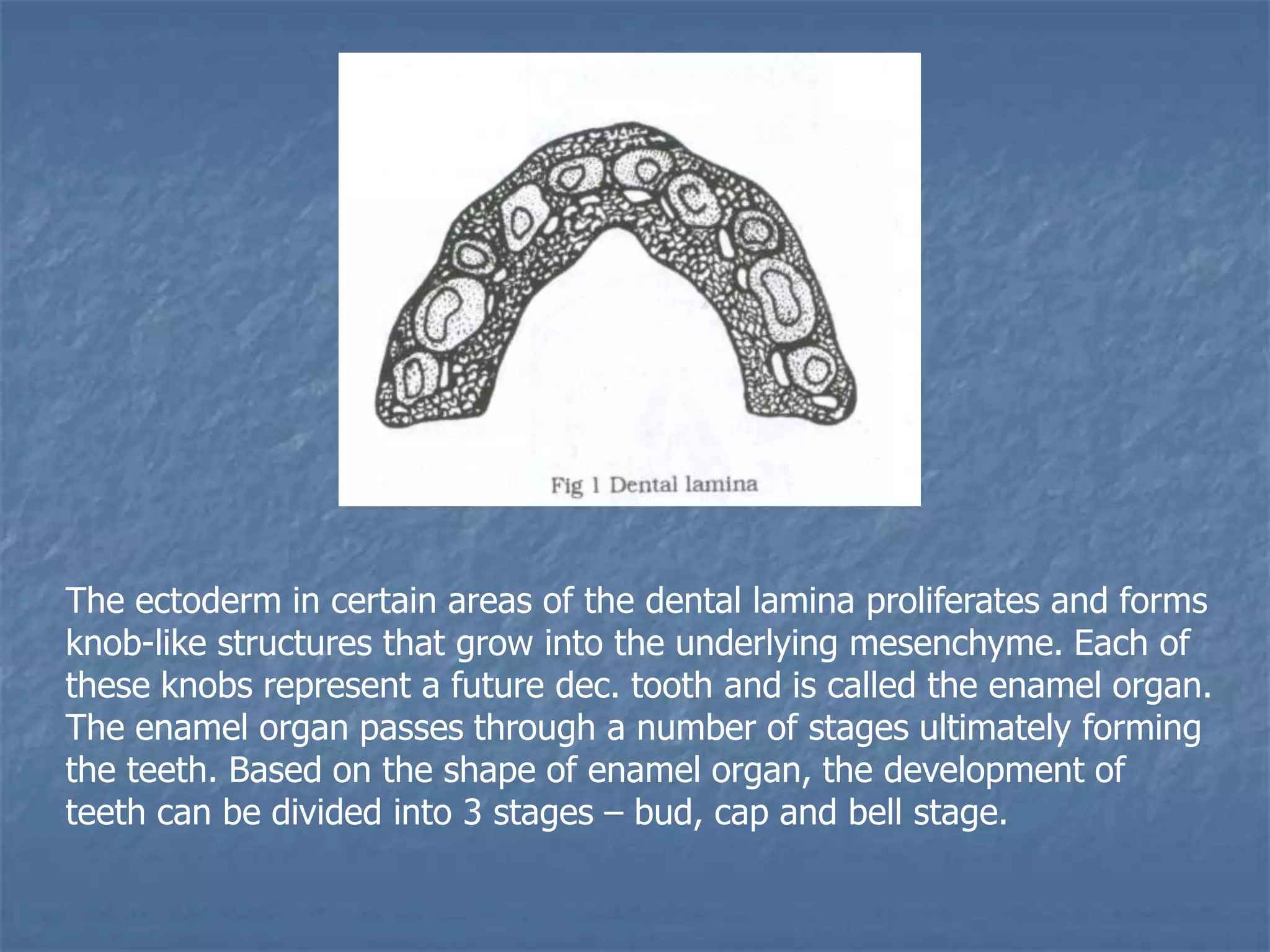 Development of dentition and occlusion | PPT