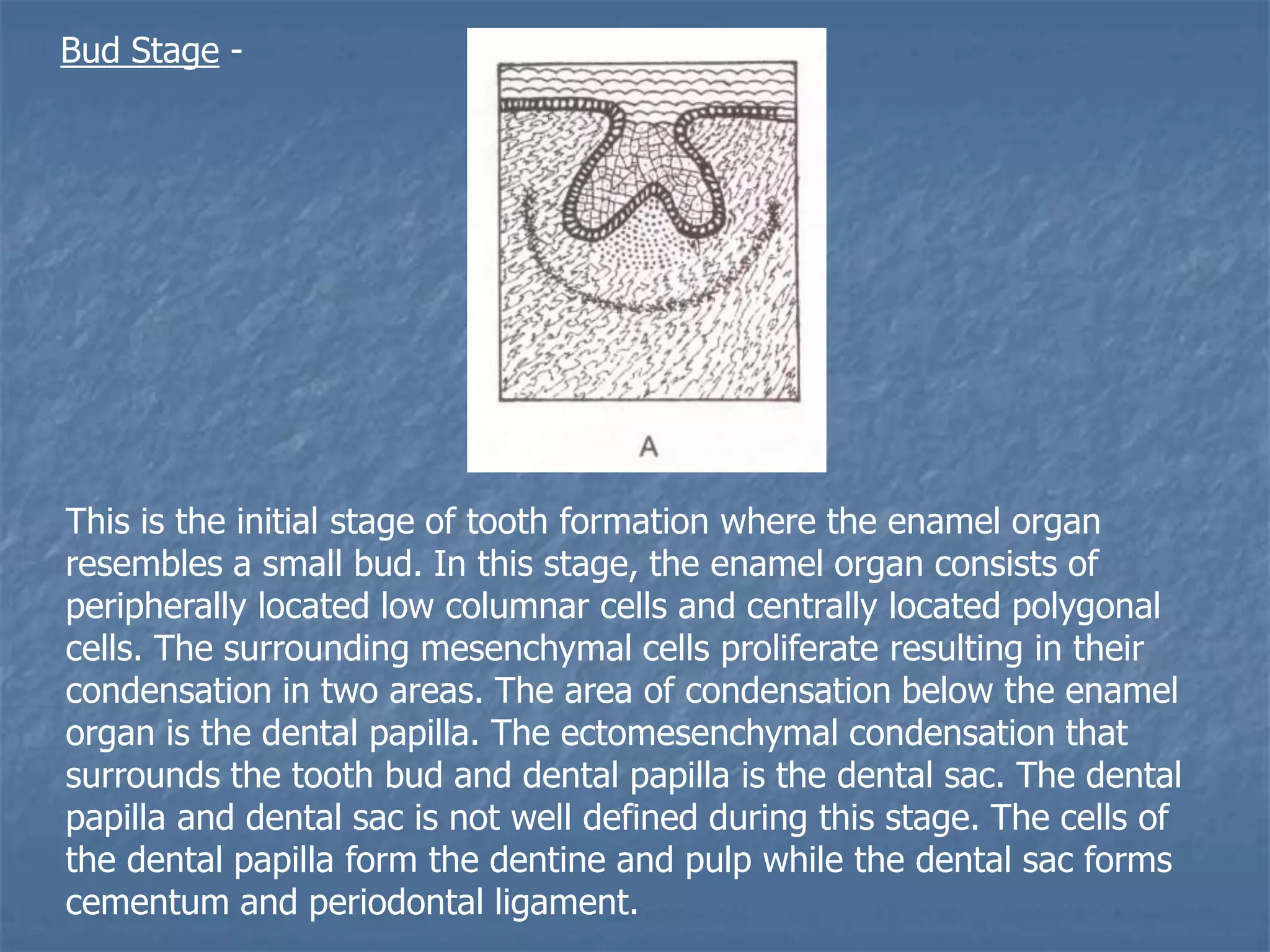 Development of dentition and occlusion | PPT