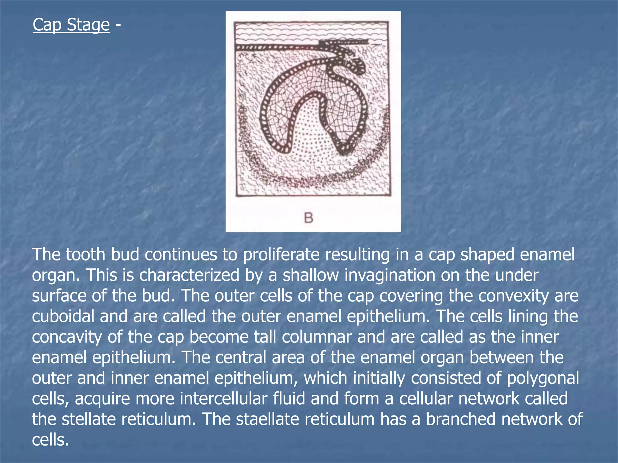 Development of dentition and occlusion | PPT