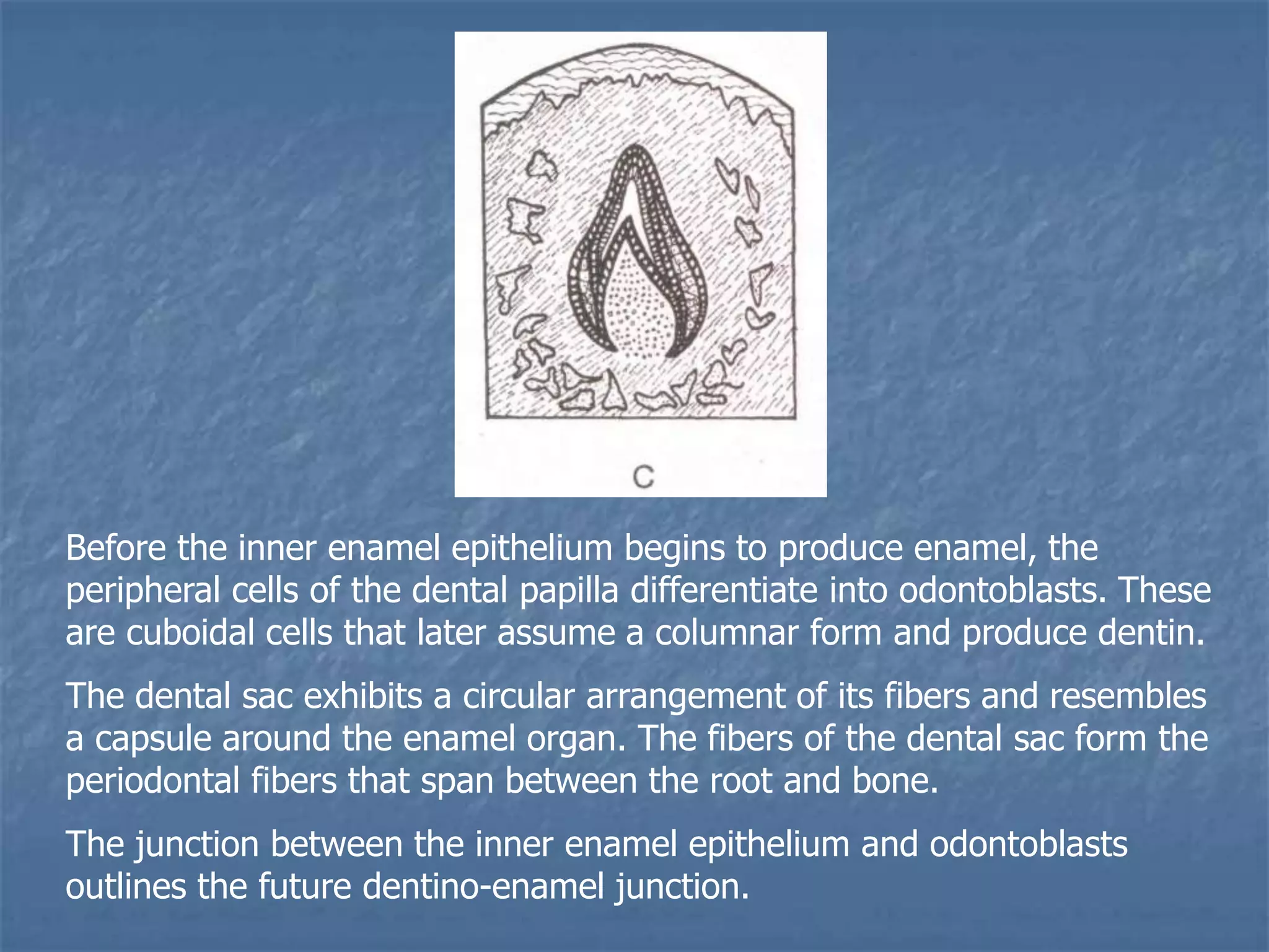 Development of dentition and occlusion | PPT