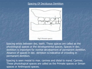 Development of dentition and occlusion | PPT