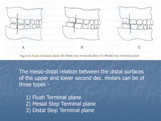 Development of dentition and occlusion | PPT