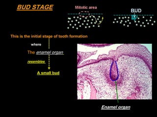 Development of Dentition and Occlusion _Dr. Nabil Al-Zubair | PDF