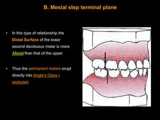 Development of Dentition and Occlusion _Dr. Nabil Al-Zubair | PPT