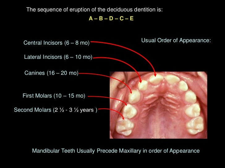 Development of Dentition and Occlusion _Dr. Nabil Al-Zubair