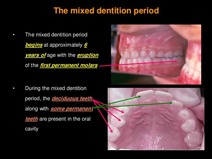 Development of Dentition and Occlusion _Dr. Nabil Al-Zubair