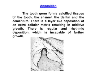 Development Of Dentition & Occlusion | PPTX