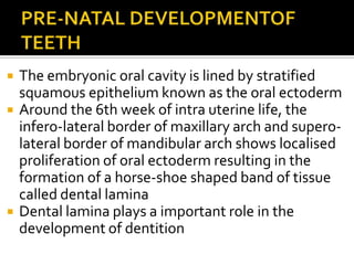 Development Of Dentition & Occlusion | PPTX