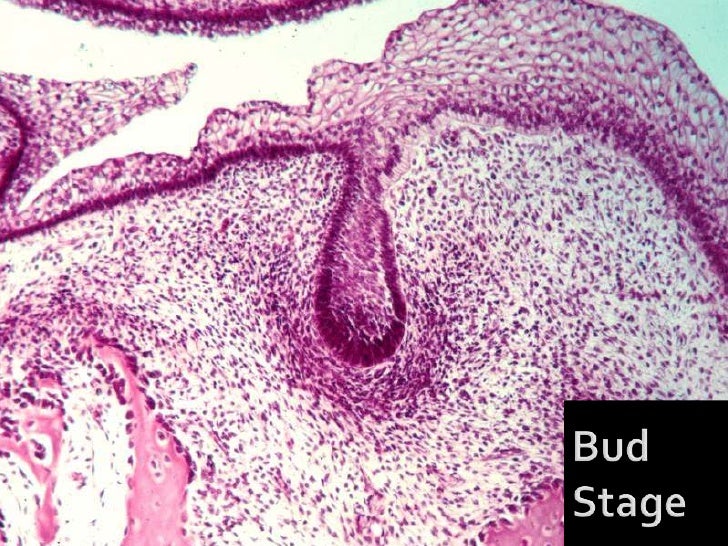 Development Of Dentition & Occlusion