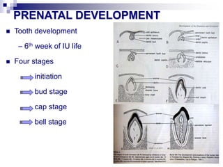 Development of dentition | PPT