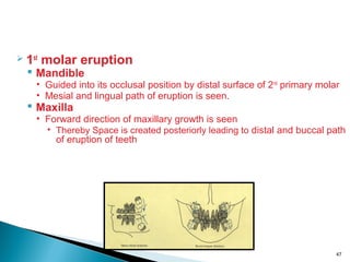 Development of dentiton and occlusion dr ajay srinivas | PPT