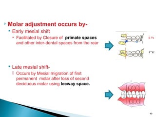 Development of dentiton and occlusion dr ajay srinivas | PPT