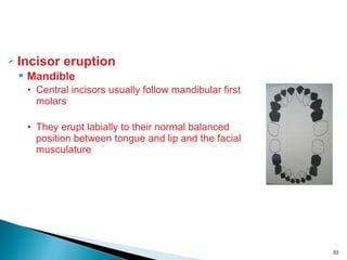 Development of dentiton and occlusion dr ajay srinivas | PPT